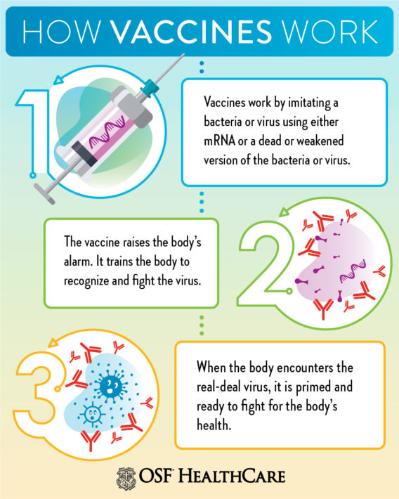 How vaccines work to protect us