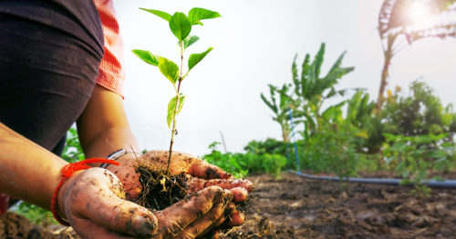Why gardening makes great exercise